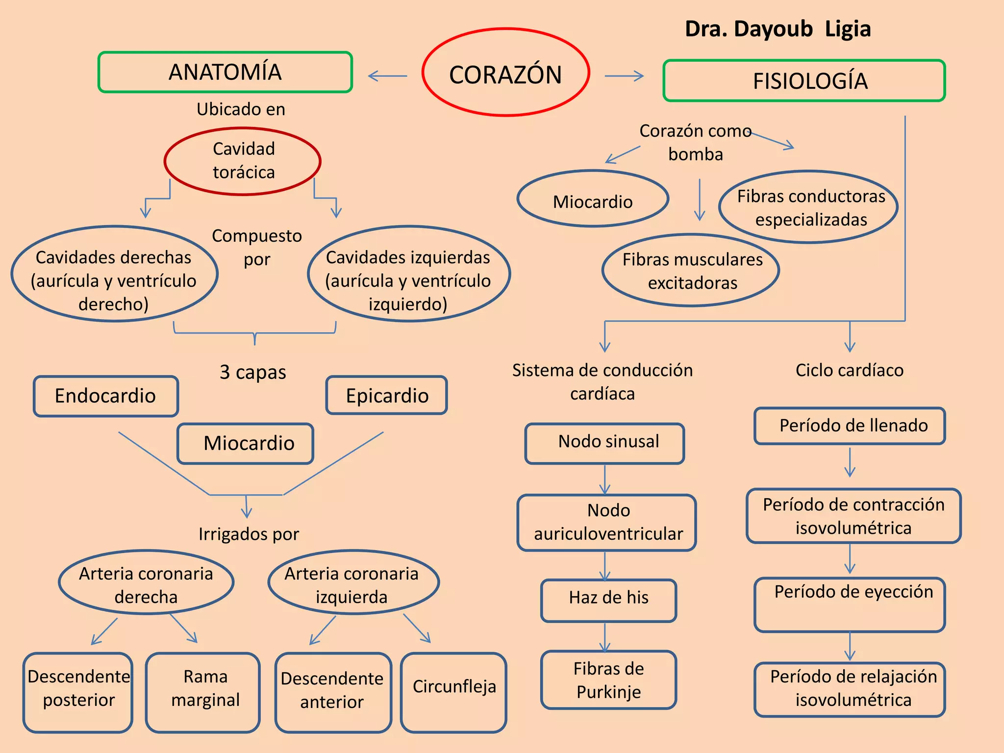 Mapas conceptuales anatomía y fisiología del corazón | PPTX