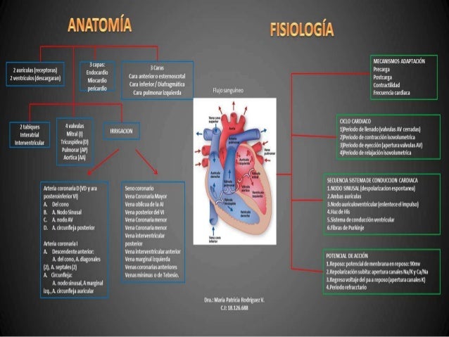Mapas conceptuales anatomía y fisiología del corazón