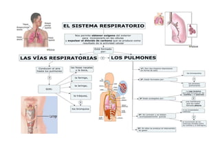 Diagrama Del Sistema Respiratorio Para 5to Grado