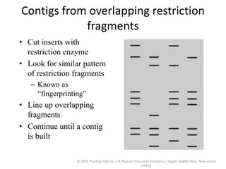 Map based cloning of genome | PPTX