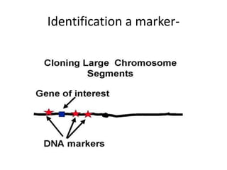 Map based cloning of genome | PPTX