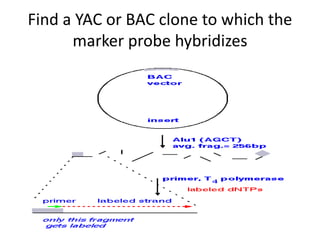 Map based cloning of genome | PPTX