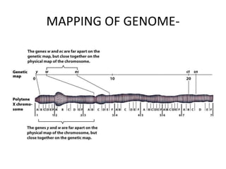 Map based cloning of genome | PPTX
