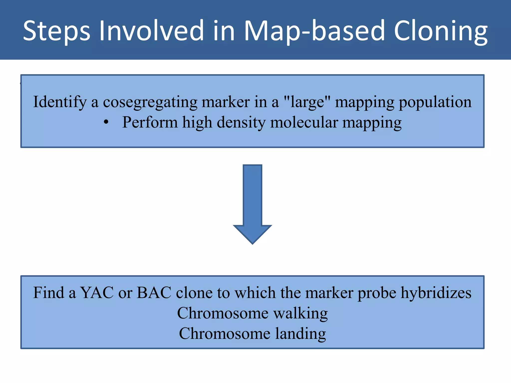 Map Based Cloning.pptx