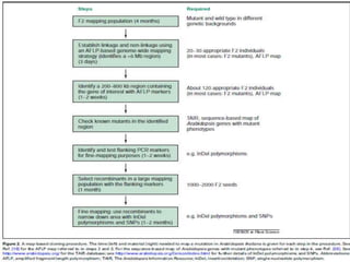 Map Based Cloning.pptx