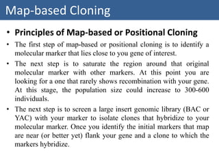 Map Based Cloning.pptx