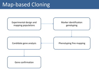 Map Based Cloning.pptx