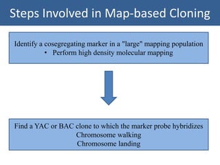 Map Based Cloning.pptx