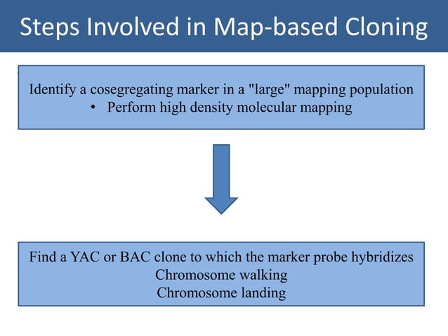 Map Based Cloning.pptx | Genetics | Science