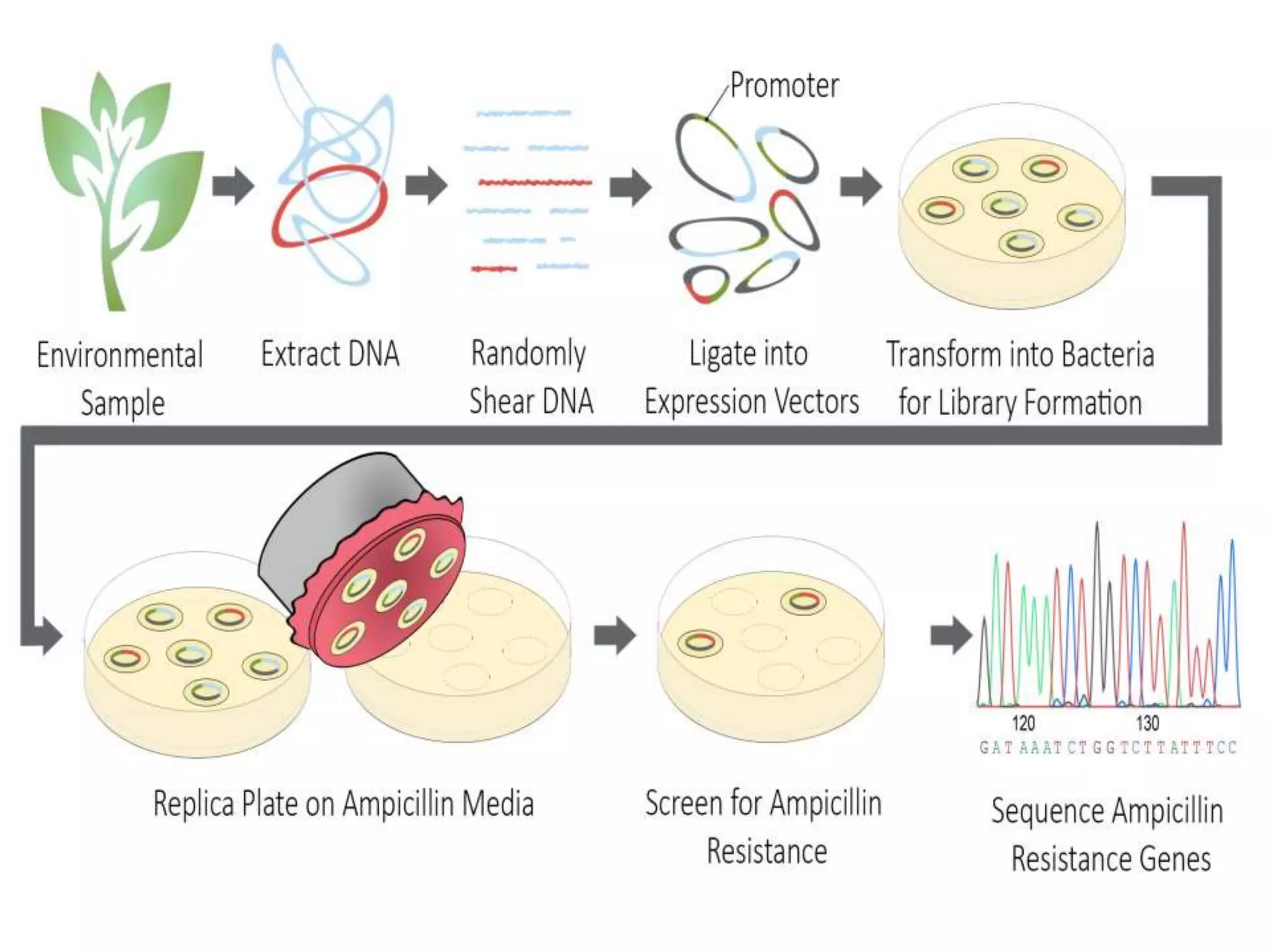 Map based cloning | PPTX