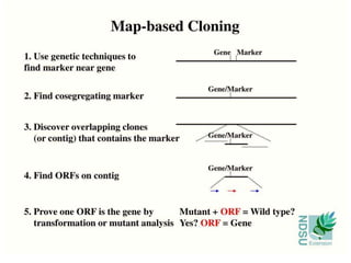 Map based cloning | PPTX