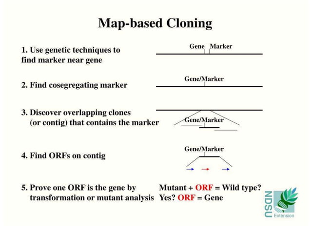 Map based cloning | PPTX | Genetics | Science