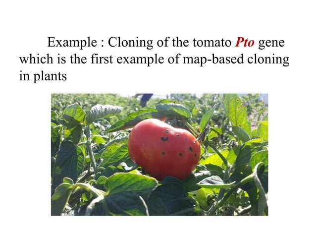 Map based cloning | PPTX | Genetics | Science