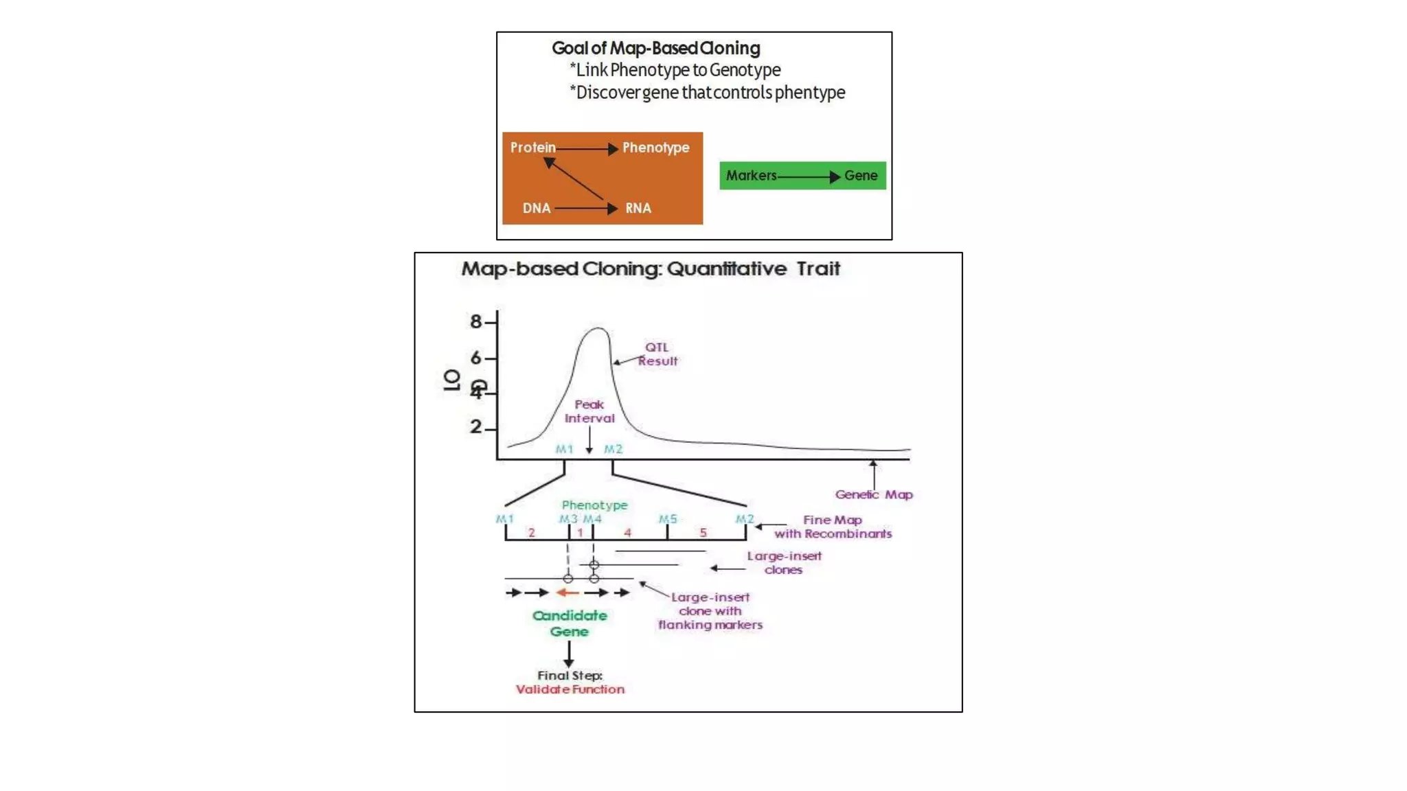 Map based gene cloning in plant.pptx