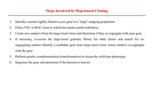 Map based gene cloning in plant.pptx