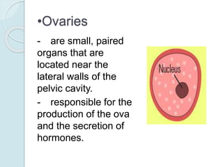 Mapeh 5 "The Reproductive System" | PPTX