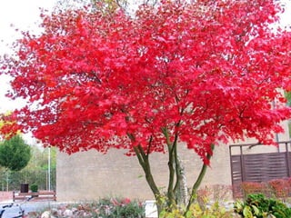 Mapel trees | PPTX