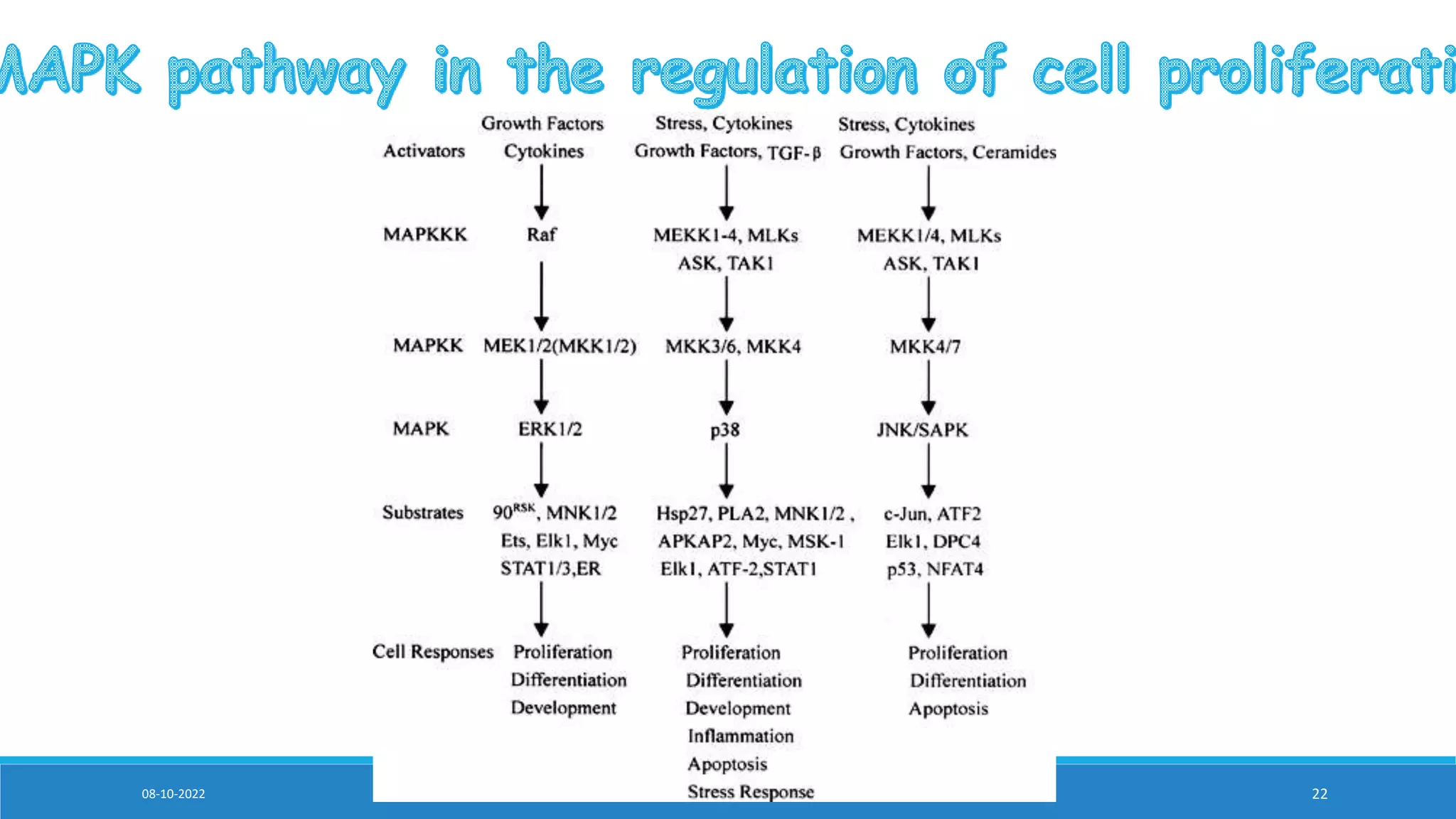 mitogen activated protein kinase.pptx