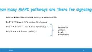 mitogen activated protein kinase.pptx