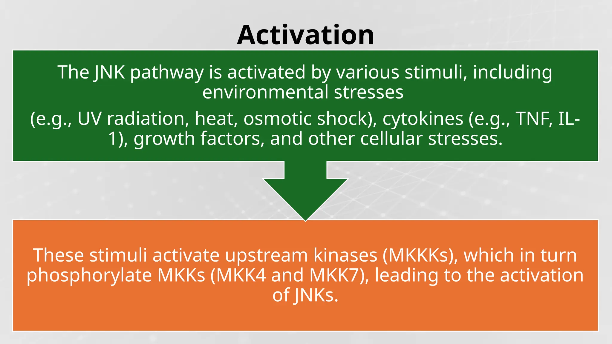 MAPK.pptx map kinase pathway pharmacology | PPTX
