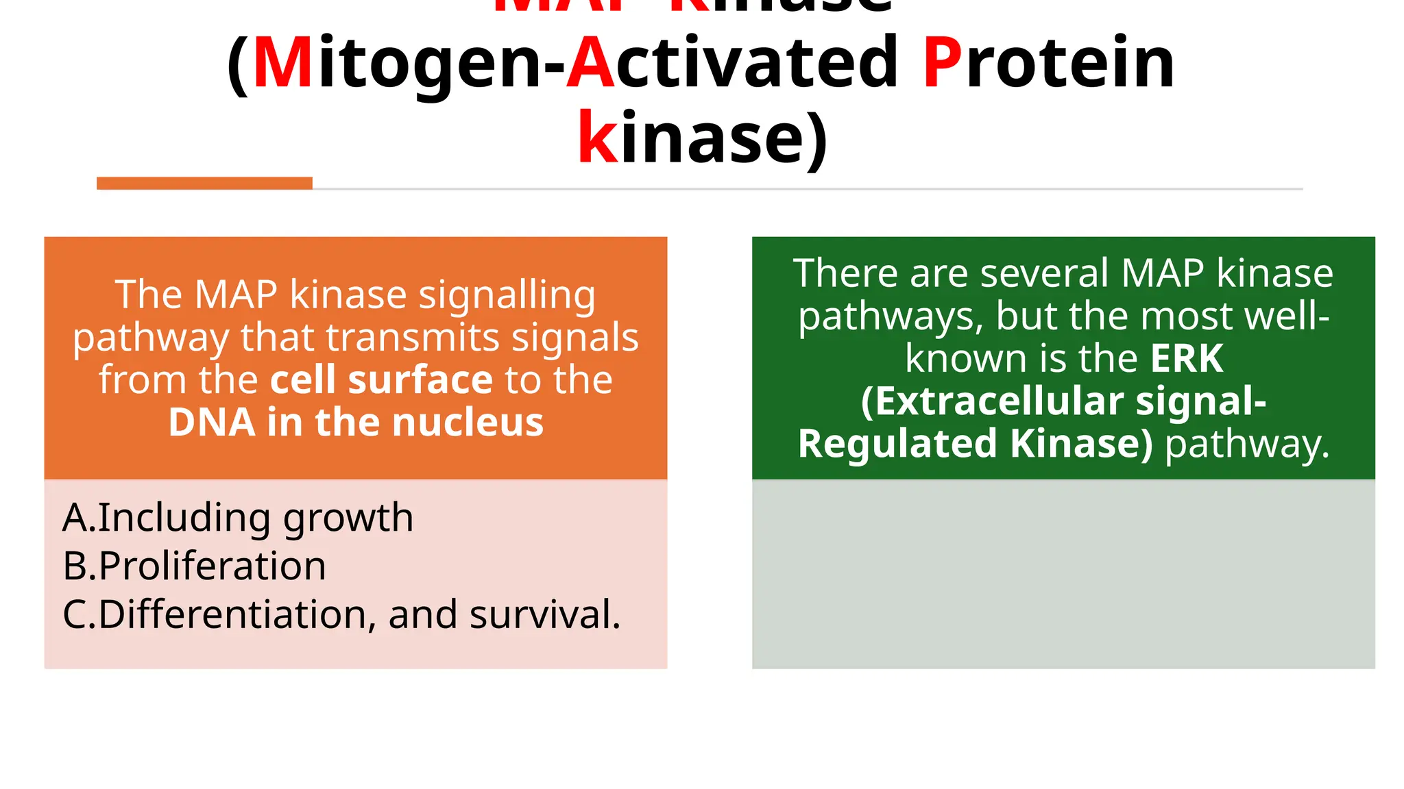 MAPK.pptx map kinase pathway pharmacology | PPTX