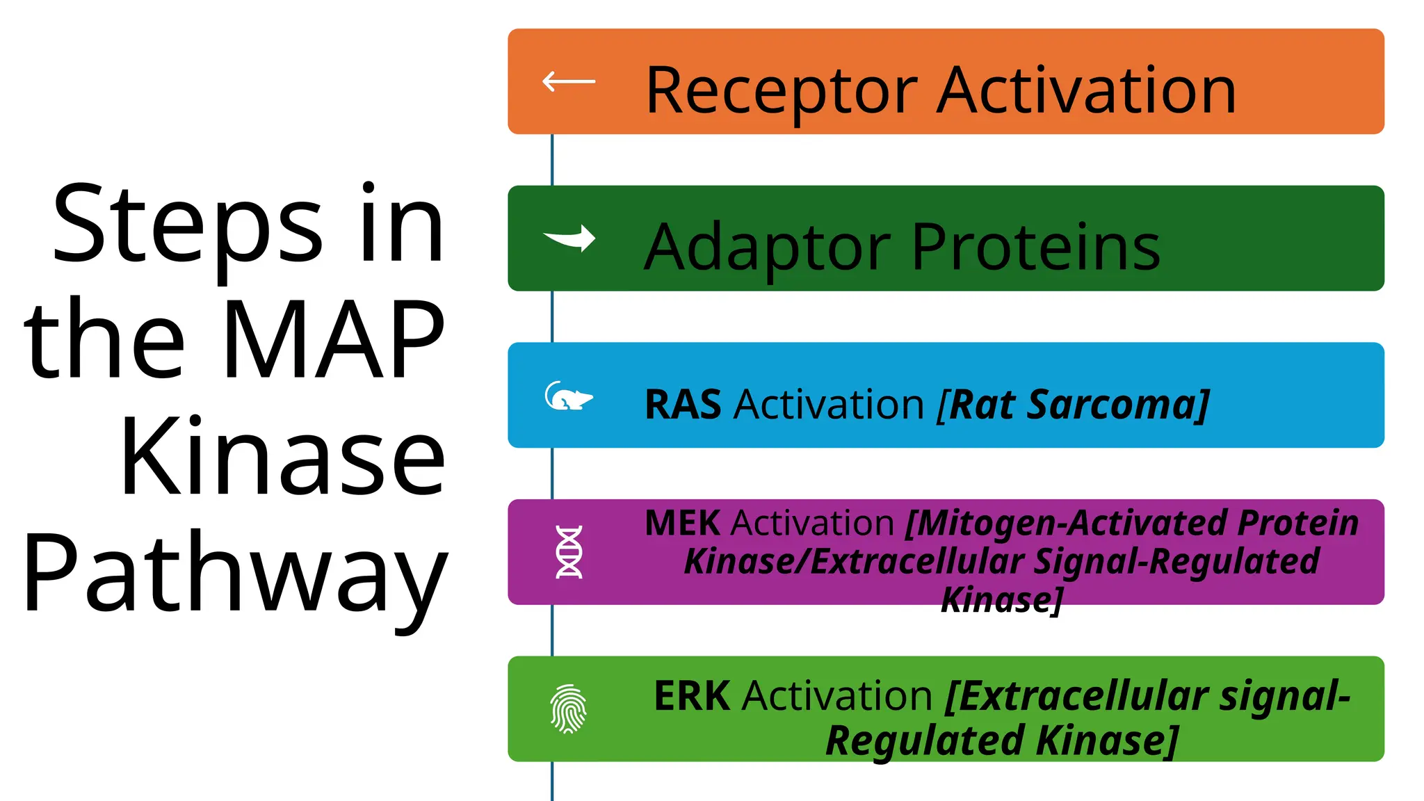 MAPK.pptx map kinase pathway pharmacology | PPTX