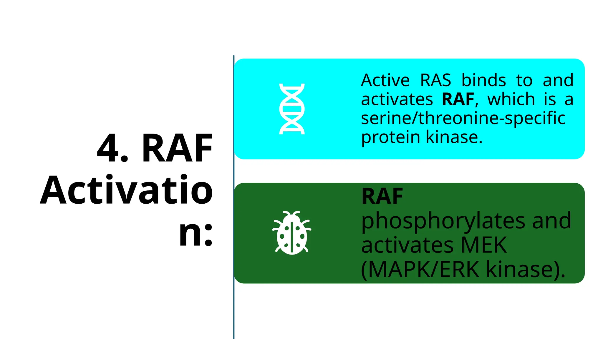 MAPK.pptx map kinase pathway pharmacology | PPTX