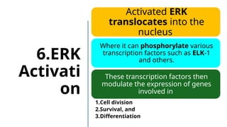 MAPK.pptx map kinase pathway pharmacology | PPTX