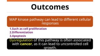 MAPK.pptx map kinase pathway pharmacology | PPTX