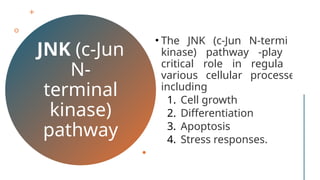 MAPK.pptx map kinase pathway pharmacology | PPTX