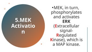 MAPK.pptx map kinase pathway pharmacology | PPTX