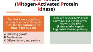 MAPK.pptx PHARMACOLOGY OF GENETICS AND CELL | PPT