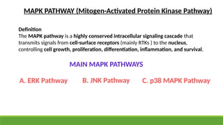 Mitogen Activated Protein Kinase Pathway- Cellular and Molecular ...