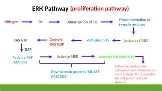 Mitogen Activated Protein Kinase Pathway- Cellular and Molecular ...