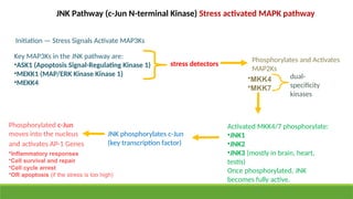 Mitogen Activated Protein Kinase Pathway- Cellular and Molecular ...