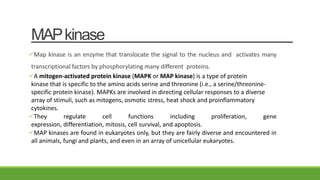 Map kinase | PPTX