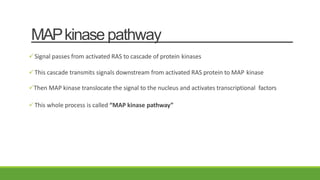 Map kinase | PPTX