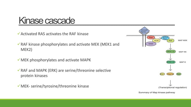 Map kinase | PPTX
