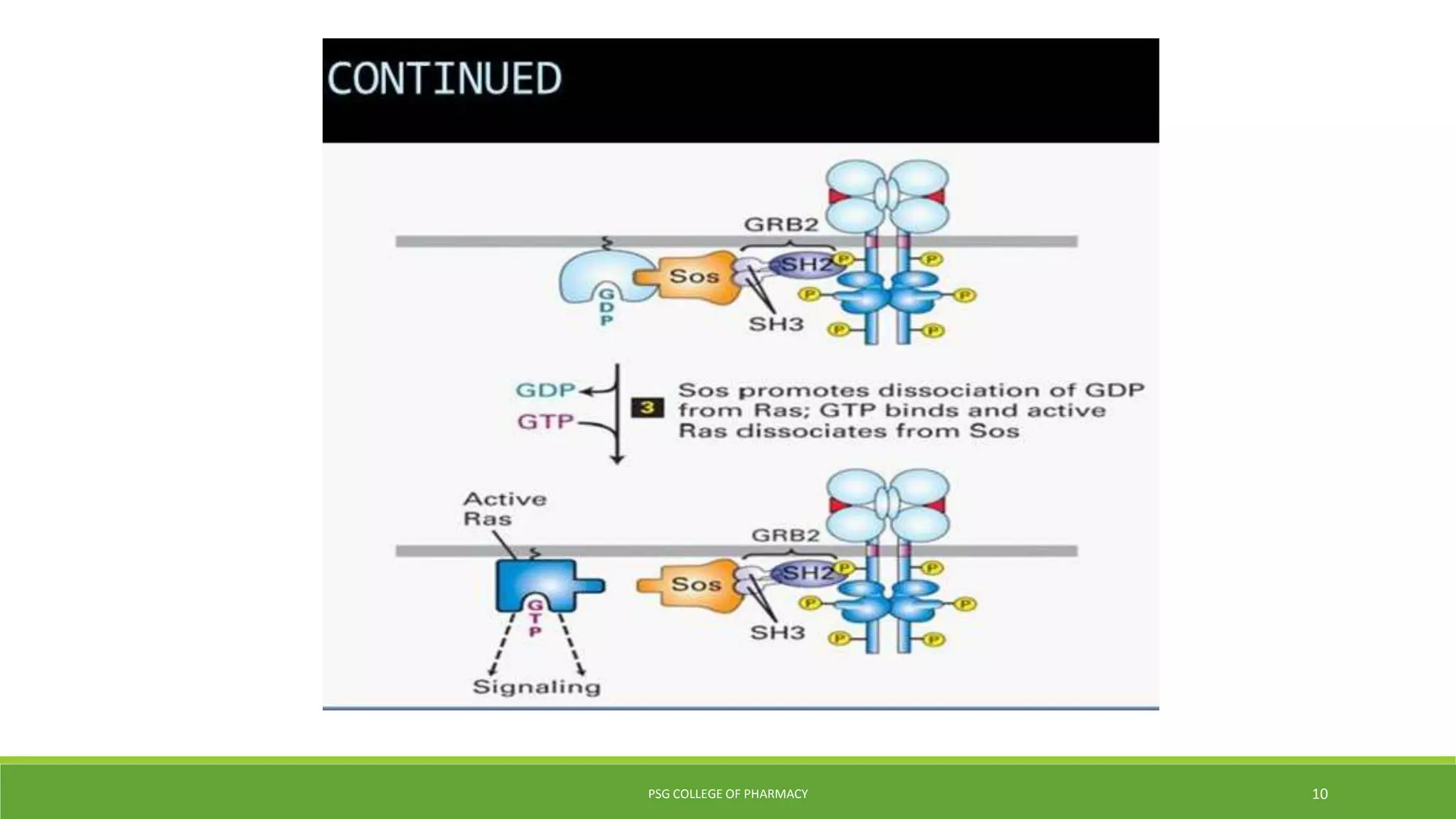 Map kinase and jak stat pathway | PPTX