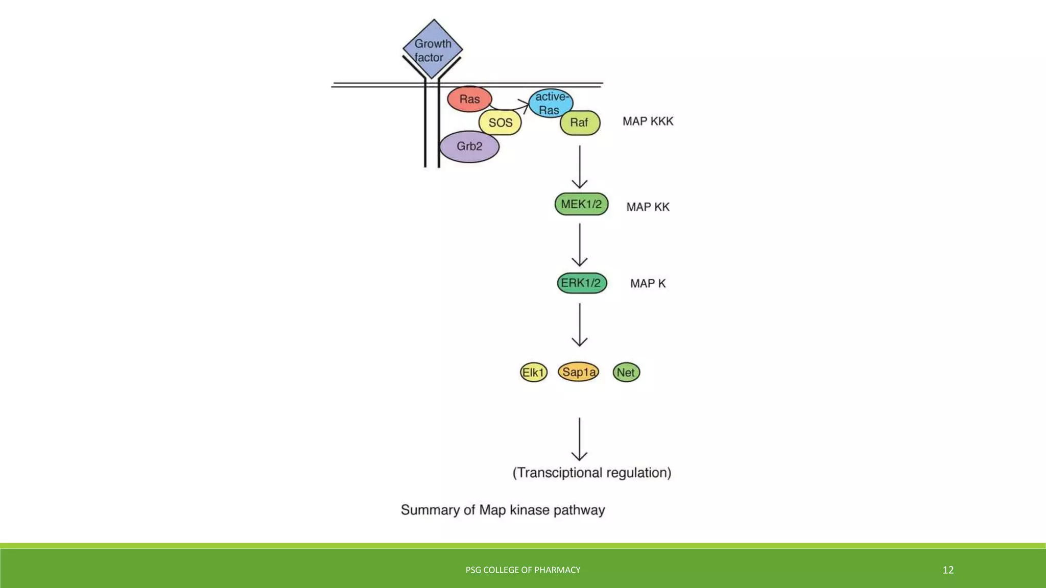 Map kinase and jak stat pathway | PPTX
