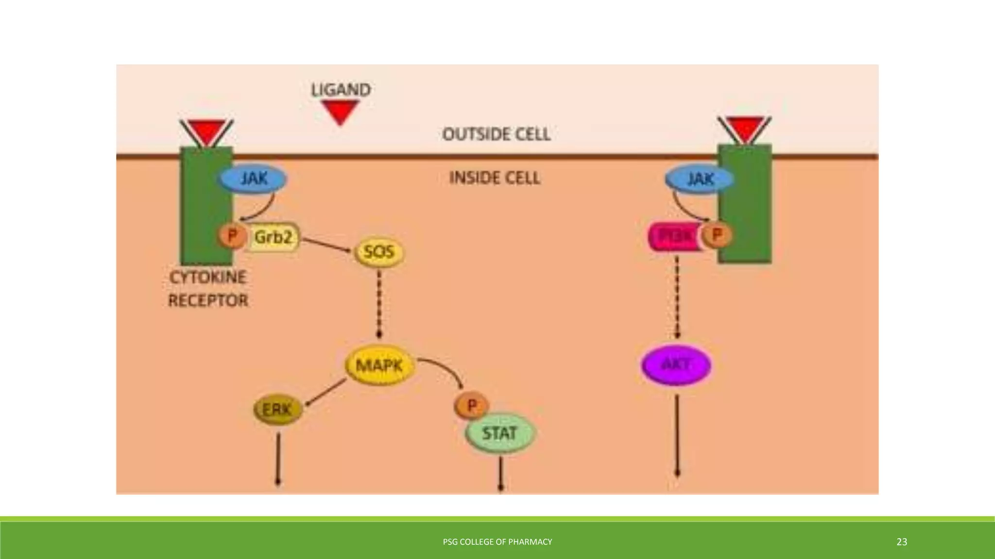Map kinase and jak stat pathway | PPTX