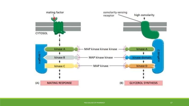 Map kinase and jak stat pathway | PPTX