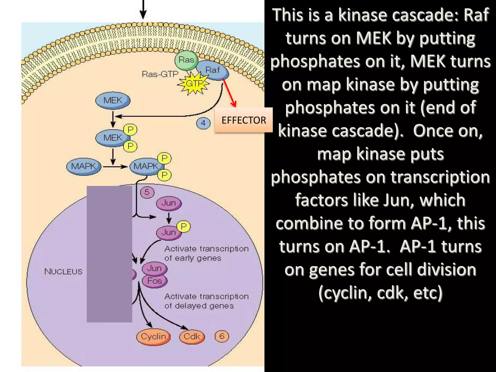 MAPK pathway, | PPTX