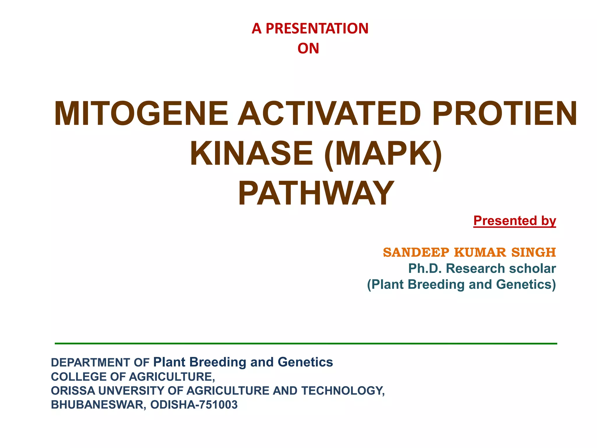 MAPK pathway, | PPTX