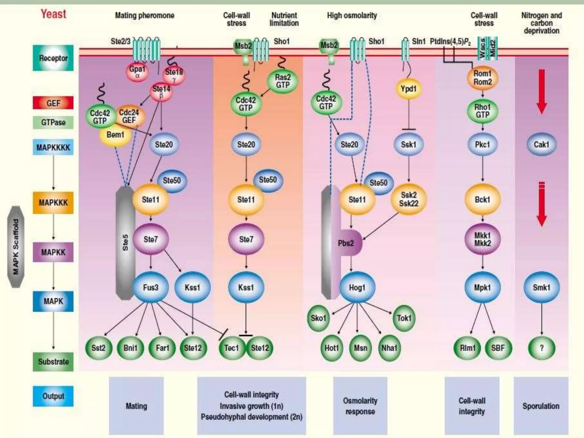 MAPK pathway, | PPTX