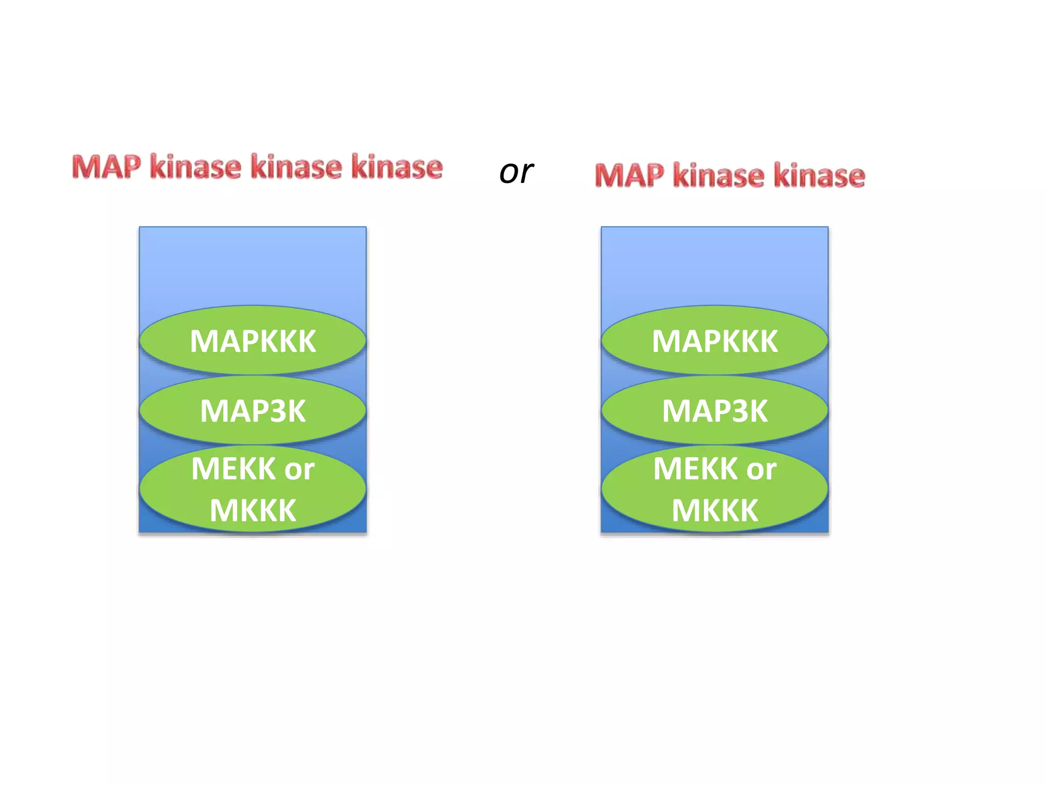 MAPK pathway, | PPTX