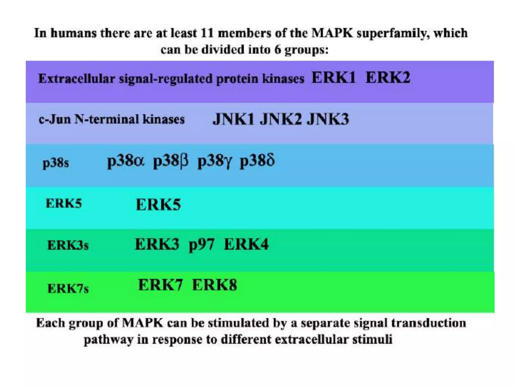 MAPK pathway, | PPTX