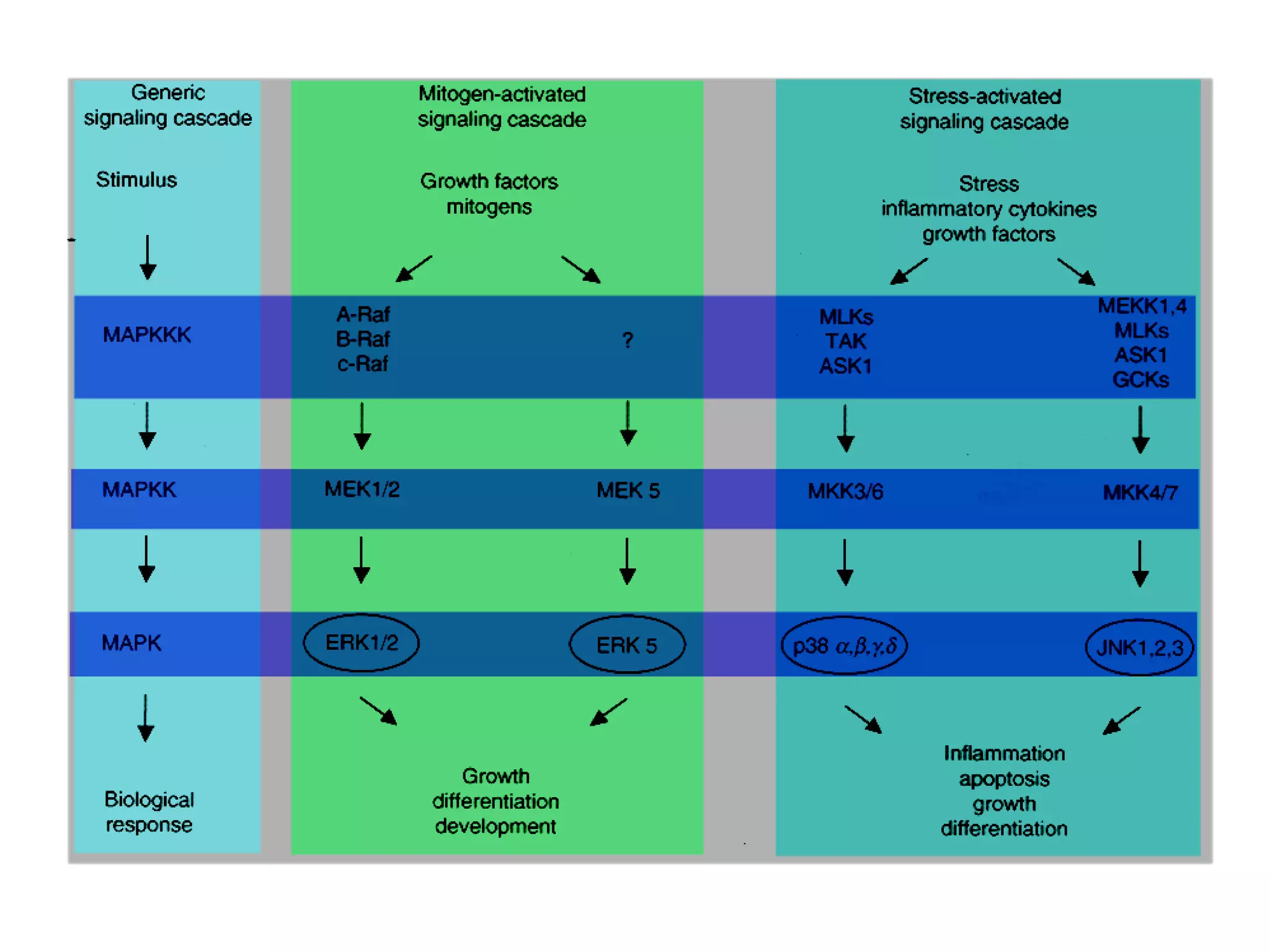 MAPK pathway, | PPTX