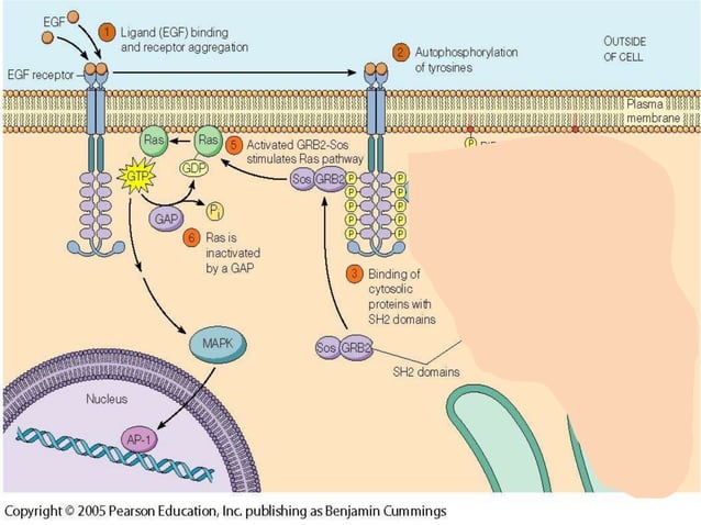 MAPK pathway, | PPTX | Endocrine and Metabolic Diseases | Diseases and ...