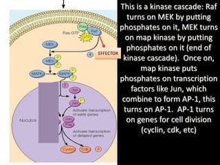 MAPK pathway, | PPTX